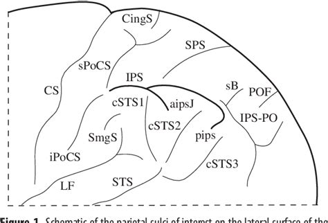 Figure 1 From Morphological Patterns Of The Intraparietal Sulcus And The Anterior Intermediate