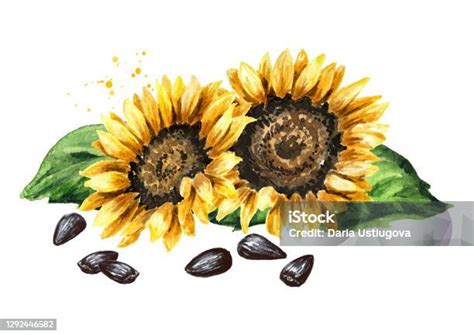 꽃과 해바라기의 씨앗 흰색 배경에 고립 된 손으로 그린 수채화 그림 0명에 대한 스톡 벡터 아트 및 기타 이미지 0명 건강
