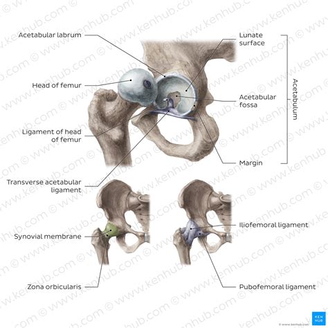 Femur Labeled Parts