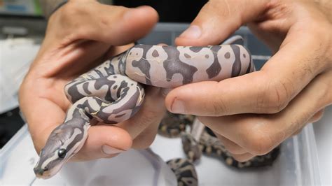 Looking At Clues For Ball Python Genetics Youtube