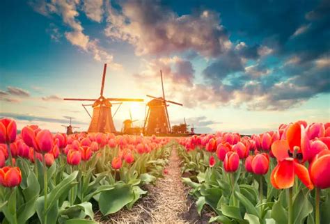 Netherlands Tulips Pictures Download Free Images On Unsplash