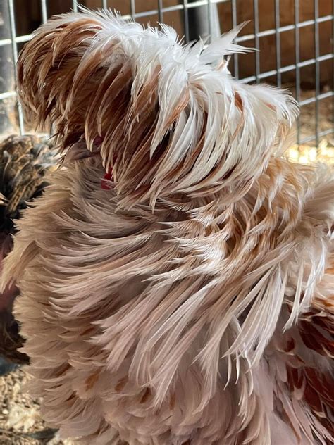 St Generation Naked Neck Polish Chance Frizzle Etsy