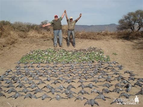 Dove Hunting Argentina