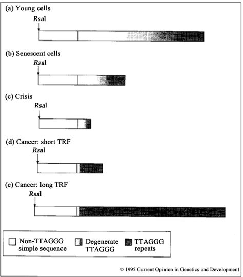 Simplified Model Of Human Terminal Restriction Fragment Trf