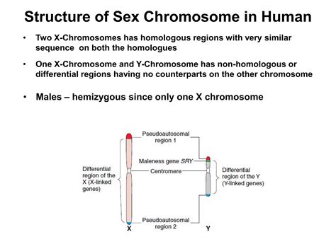 2 Sex Linked Inheritence Pptx