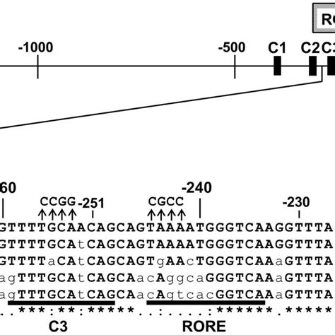 rorα and c ebp binding sites in pepck schematic representation of rorα