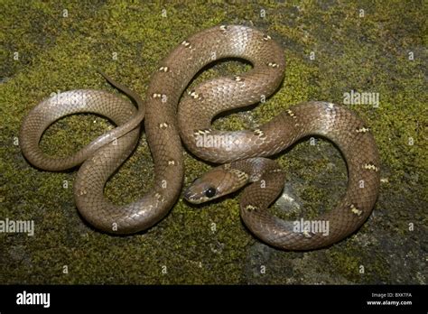 Common Wolf Snake Lycodon Aulicus Non Venomous Common Indian Wolf