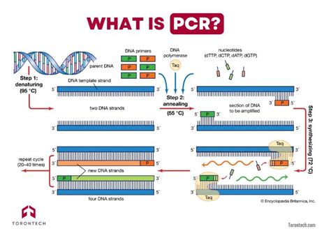 Difference Between Pcr And Real Time Pcr Which One Is Right For You Torontech