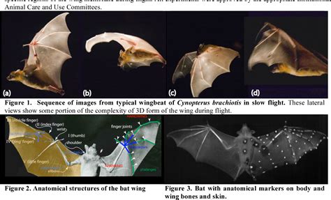 Bat Wing Bones