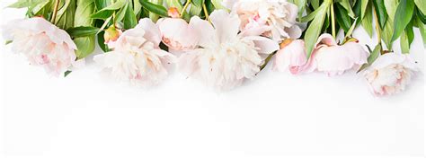 흰색 배경에 흰색과 분홍색 모란의 프레임 플랫 레이 위에서 볼 수 있습니다 공간을 복사합니다 텍스트에 대 한 배치 기치 꽃 나무에 대한 스톡 사진 및 기타 이미지 Istock