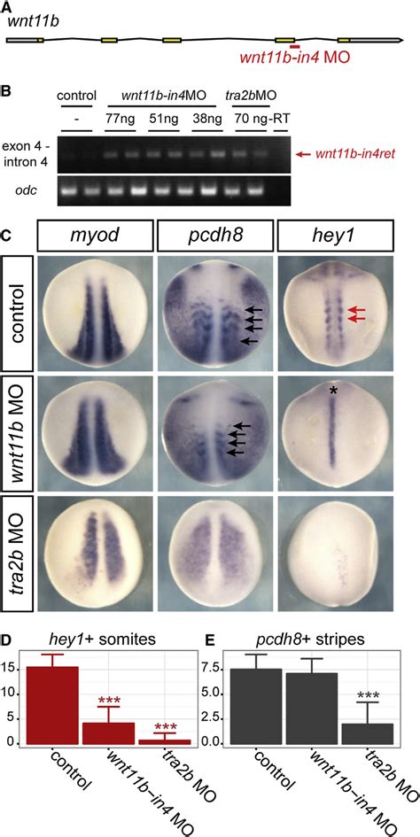 Ri In Wnt11b Is Responsible For Somite Defects In Tra2b Morphants