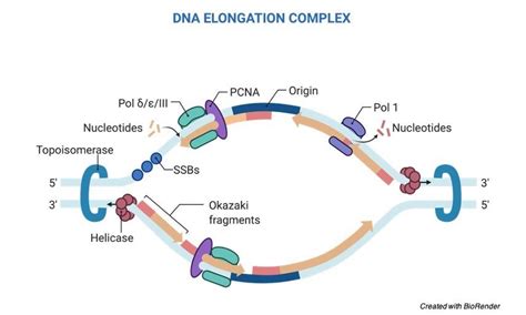 Origin Of Replication Definition Mechanism And Diagram