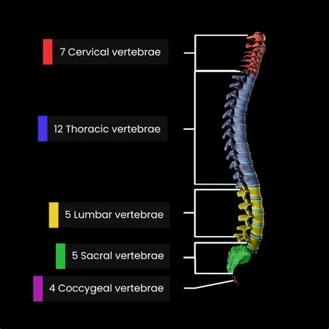 The Anatomy And Structure Of The Spine Muscle And Motion