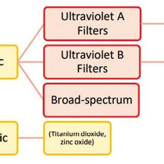 Side Effects Of Sunscreen Download Scientific Diagram