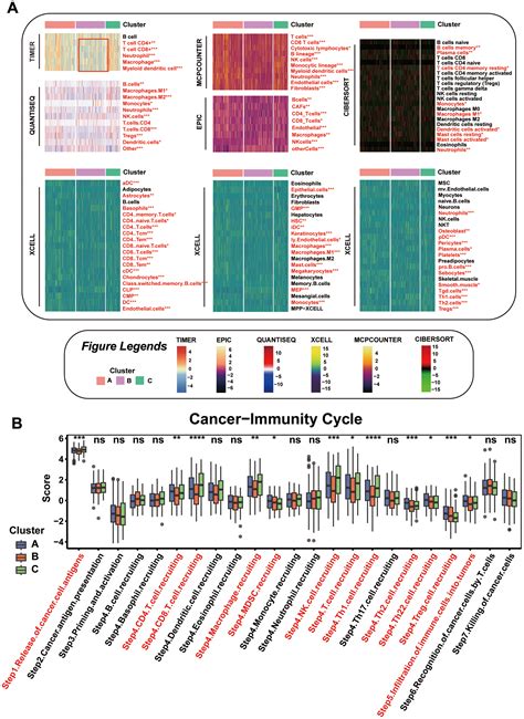Multi Omics Analysis Of Mitophagy Subtypes And Integration Of Machine Learning For Predicting