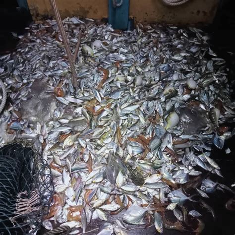 Dua Vesel Nelayan Tempatan Beroperasi Bawah Had Dibenarkan Ditahan