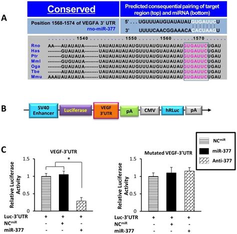 A Computational Mirna Target Prediction Analysis Coincidentally Download Scientific Diagram