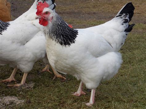 Sussex Chickens Sussex For Sale Chicken Breeds