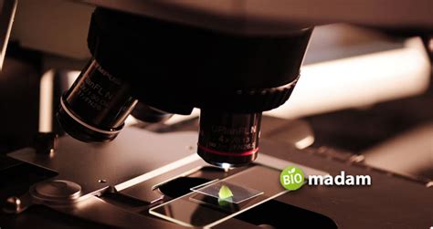 How To Calculate Magnification In Biology Biomadam