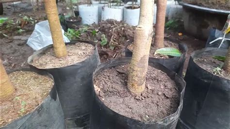 มะม่วงลิ้นงูเห่า มะม่วงโบราณ รสชาดมัน กรอบ อร่อยสุดๆ ควรปลูกอย่างยิ่งกิ่งเสียบยอด 200บ