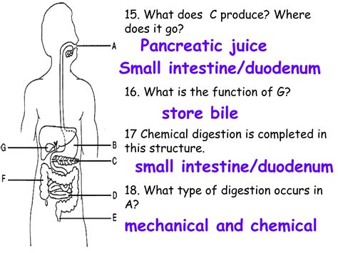 Digestive System Grade Igcse Easy Notes PPT