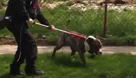 B G I Th Ng Tu I B Ch Pitbull T N C Ng N Ch T