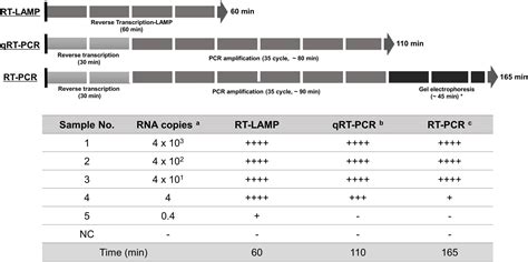 Frontiers One Pot Reverse Transcriptional Loop Mediated Isothermal Amplification Rt Lamp For