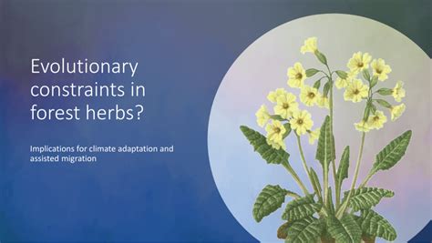 Pdf Evolutionary Constraints In Forest Herbs