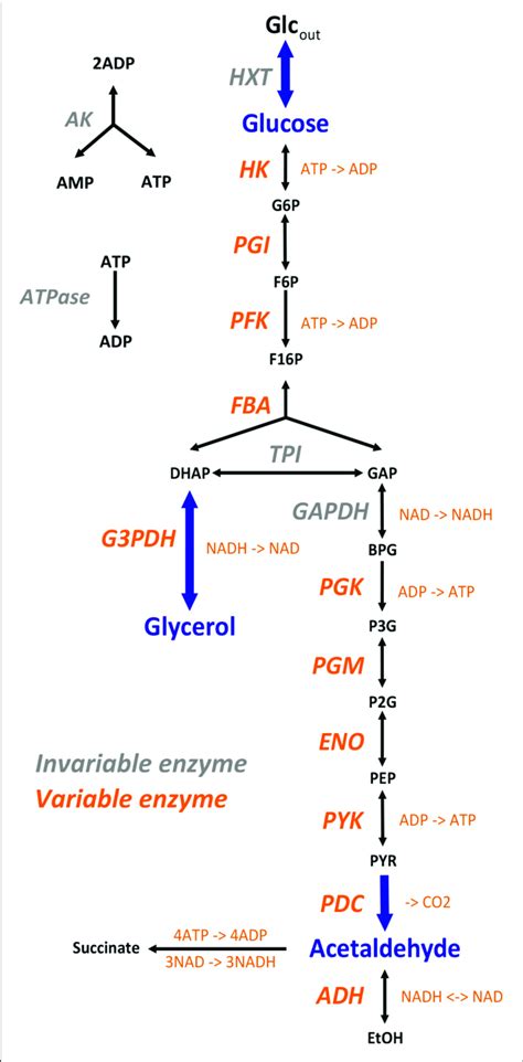 The Simplified Yeast Glycolysis Fermentation Network Variable