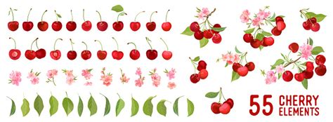 체리 베리 과일 꽃 잎 벡터 수채화 요소 일러스트 전체 세트 반으로 잘라 흰색에 고립 된 신선한 딸기 조각에 슬라이스 활기찬 육즙 이질 식물 컬렉션 0명에 대한 스톡 벡터