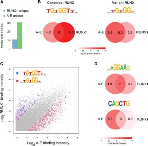 comparative sequence analysis of runx1 and a e bound regions