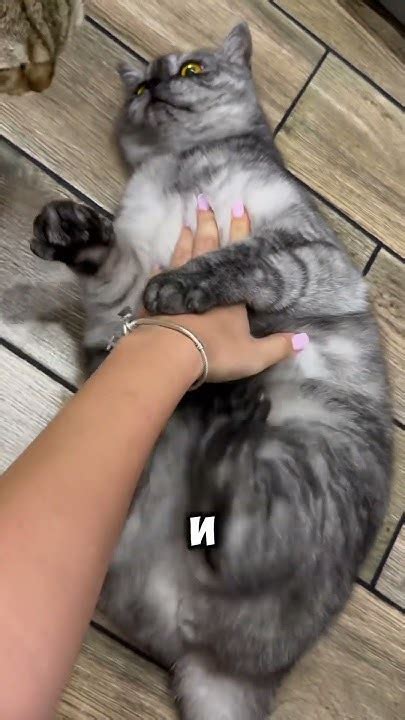 Почему котики включают режим «каратиста😱 Youtube