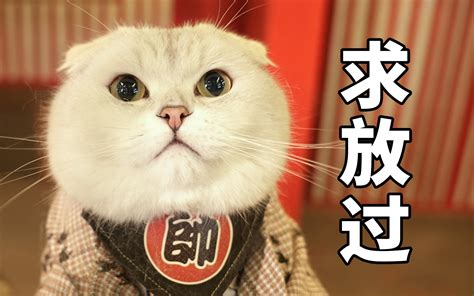 整个过程都好羞辱 在下铁头阿彪 在下铁头阿彪 哔哩哔哩视频