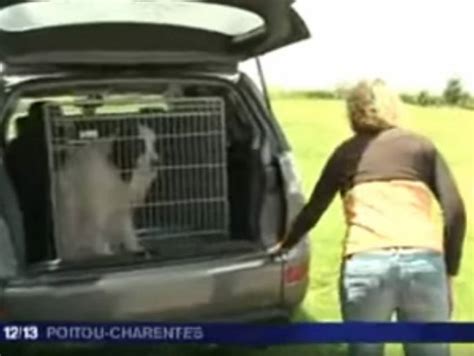 Un Tornjack pour former les facteurs au risque canin vidéo