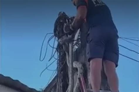 Watch Firefighters Capture Python Coiled Around Utility Wires In Philippines