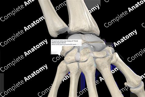 Proximal Articular Area Of Third Metacarpal Bone Complete Anatomy