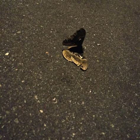 Stream I Am The Big Dick Daddy By Nikki Cecere Listen Online For Free On Soundcloud