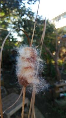 ヒメガマ姫蒲植物苗木山野草生産販売通販リスト