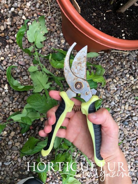 How And When To Prune Tomatoes Horticulture Co Uk