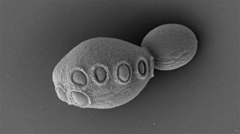 Scientists Create A Half Synthetic Yeast Genome