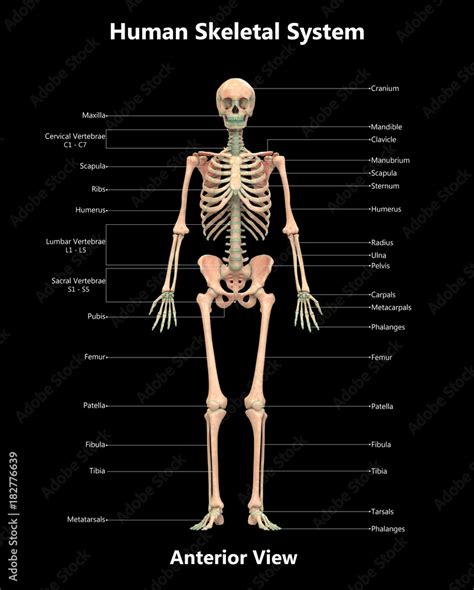 Human Skeleton System Detailed Labels Anatomy Anterior View Stock