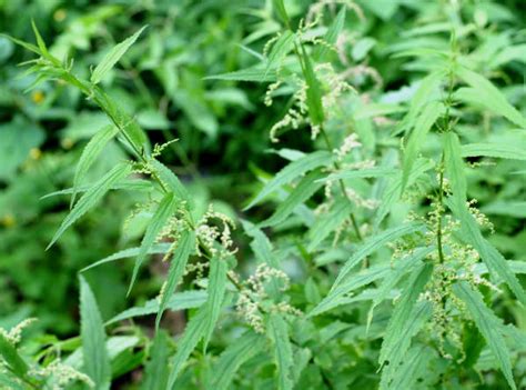 知恵の輪 愛媛の植物図鑑ナガバイラクサ