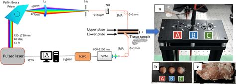 Left Schematic Of The Broadband Diffuse Optical Spectrometer Used To Download Scientific