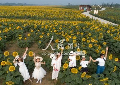 江苏淮安向日葵的故事引来万名游客 人民图片网