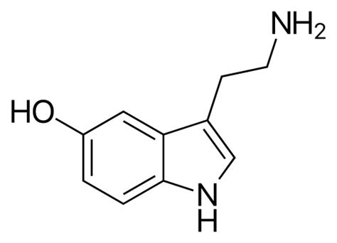 What Is The Difference Between Serotonin And Dopamine Pediaacom