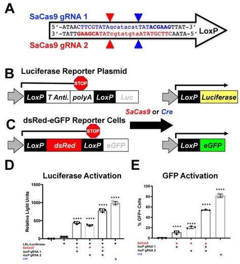 Unlocking Loxp To Track Genome Encyclopedia Mdpi