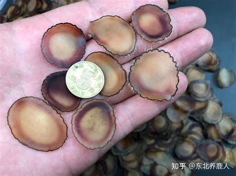 你知道鹿茸有哪些功效鹿茸怎么吃好 知乎