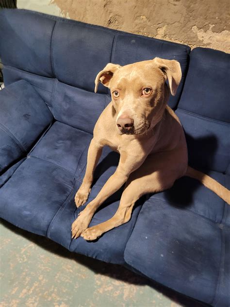 His Momma Tells Everyone Him A Silver Lab Because Of The False Opinion On Pitties Lab