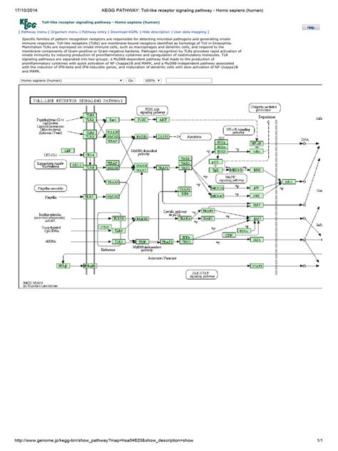 Tlr Signaling Pathway Pdf