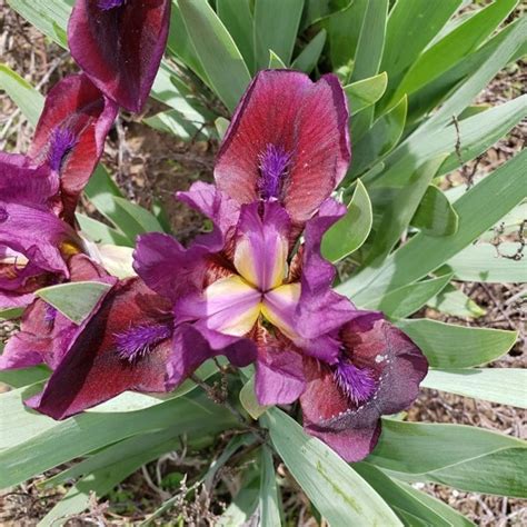 Candy Apple Dwarf Iris Gardening Supplies Special Offers